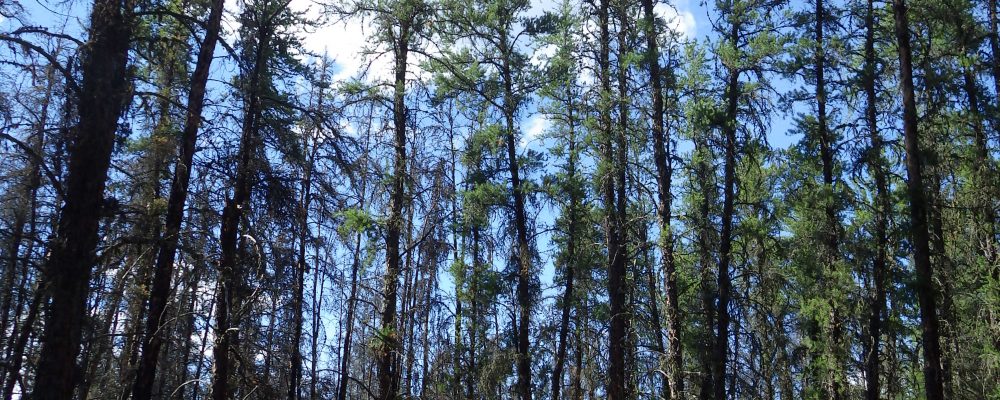 Home – Silviculture