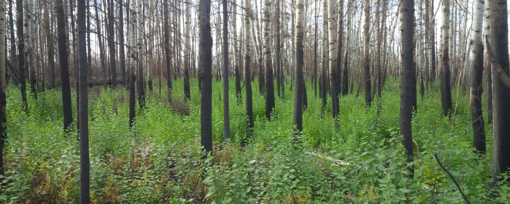 Home – Silviculture