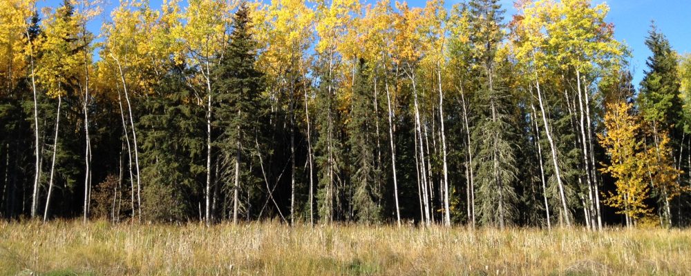 Home – Silviculture