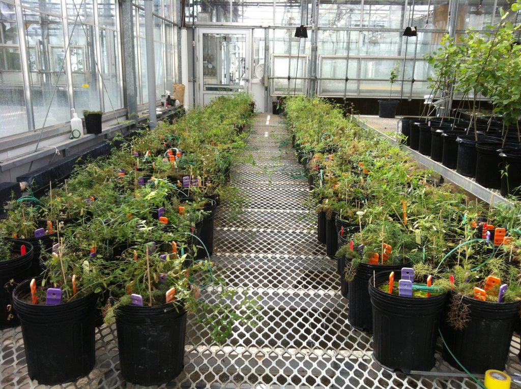 New paper on plant competition – Silviculture
