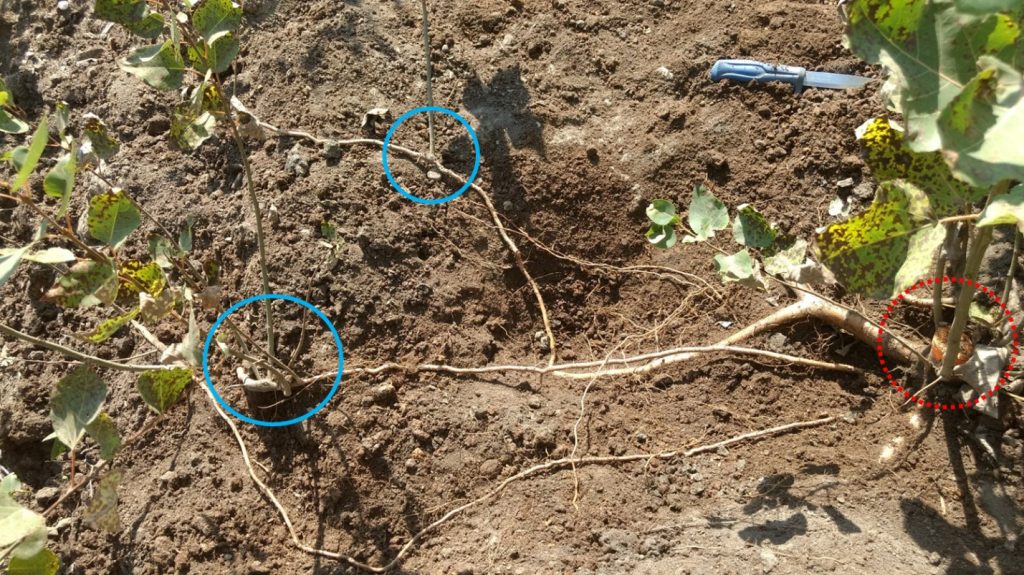 aspen roots – Silviculture